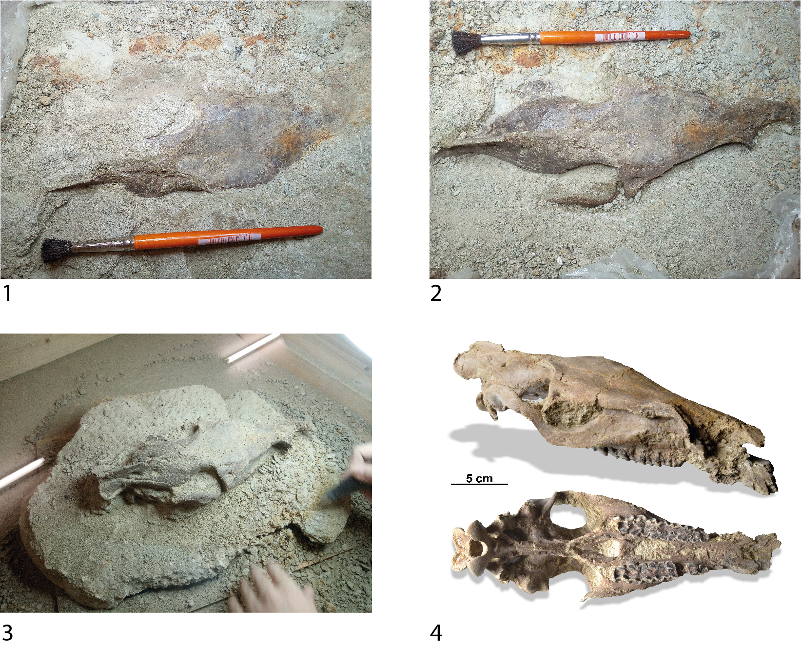 FOUILLES PALEONTOLOGIQUES